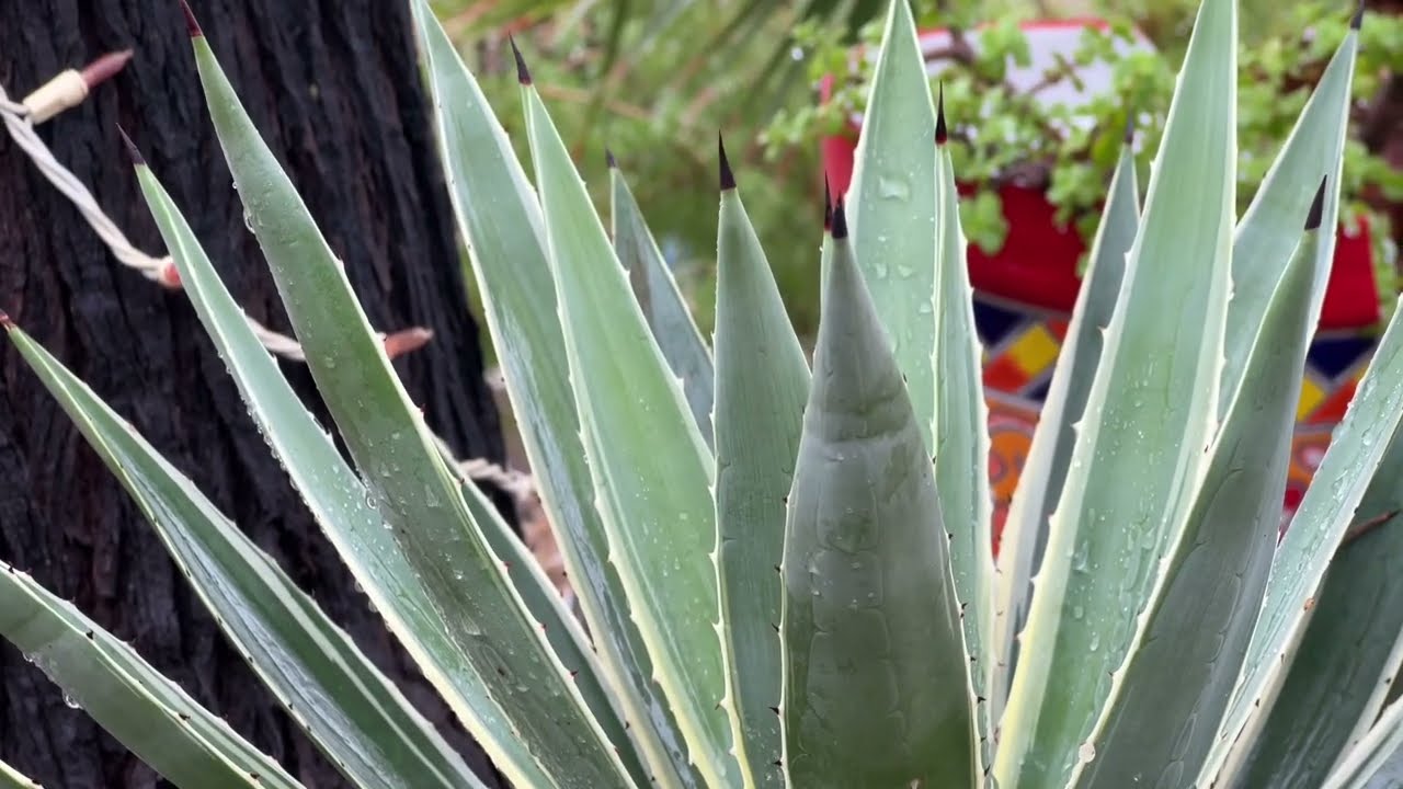 AZ Plant Reviews - Caribbean Agave (Agave angustifolia)