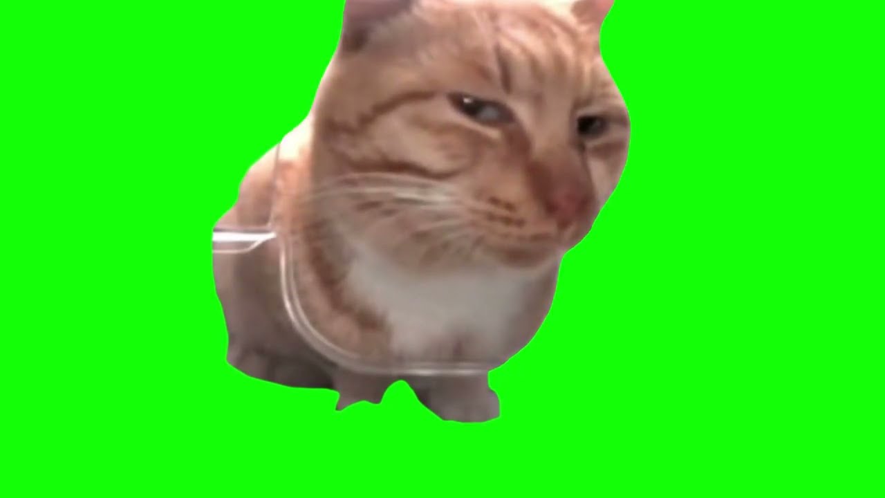 Side Eye Cat - Green Screen