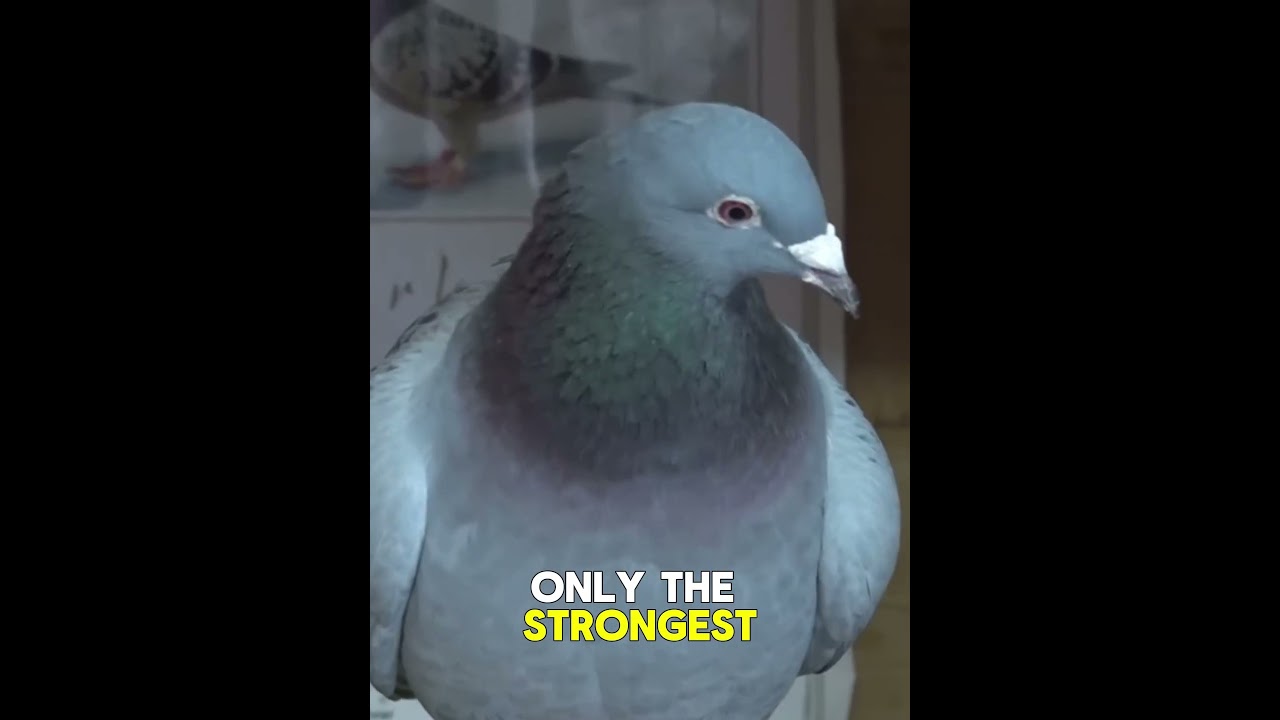 The German Pigeon Breeder Everyone Fears 😳🕊️