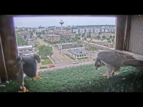 Sokół wędrowny Oshkosh USA - Gaylorda & samica 2025 06 21