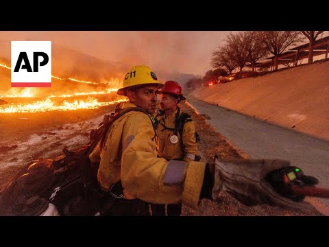Los Angeles Ablaze: Birds Scatter as Record Fire Rages – Rena Birds