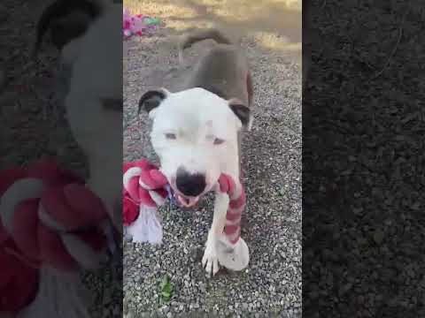Video of adoptable pet named Zena (Courtesy post)