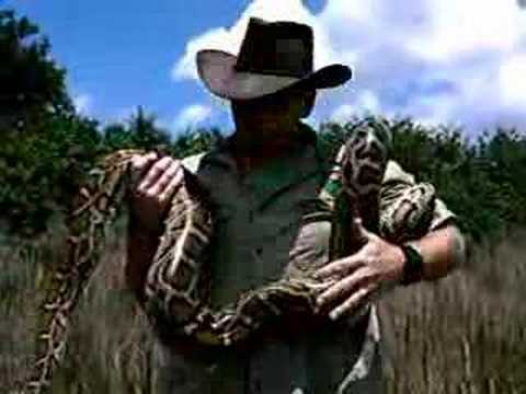 Pythons, an Everglades problem? | Florida's Outdoor Adventure