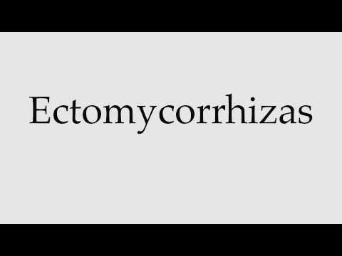 How to Pronounce Ectomycorrhizas