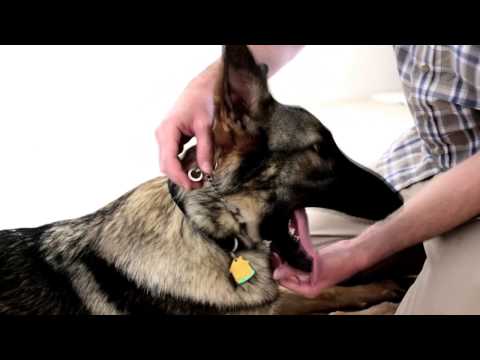Intro to Prong Collar - How to - HouseholdK9.com