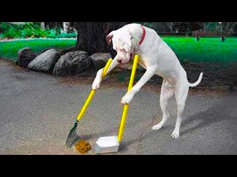 15 Best Trained & Disciplined Dogs in The World!