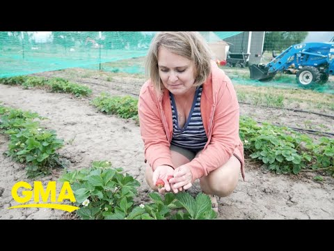 Housewife becomes successful berry farmer