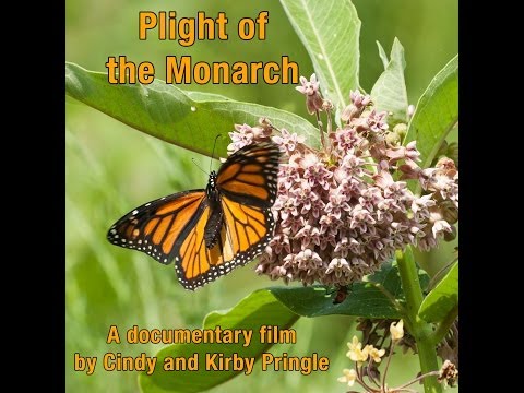 How to Help Save Monarch Butterflies (And Bees)! | Laura Bruno's Blog