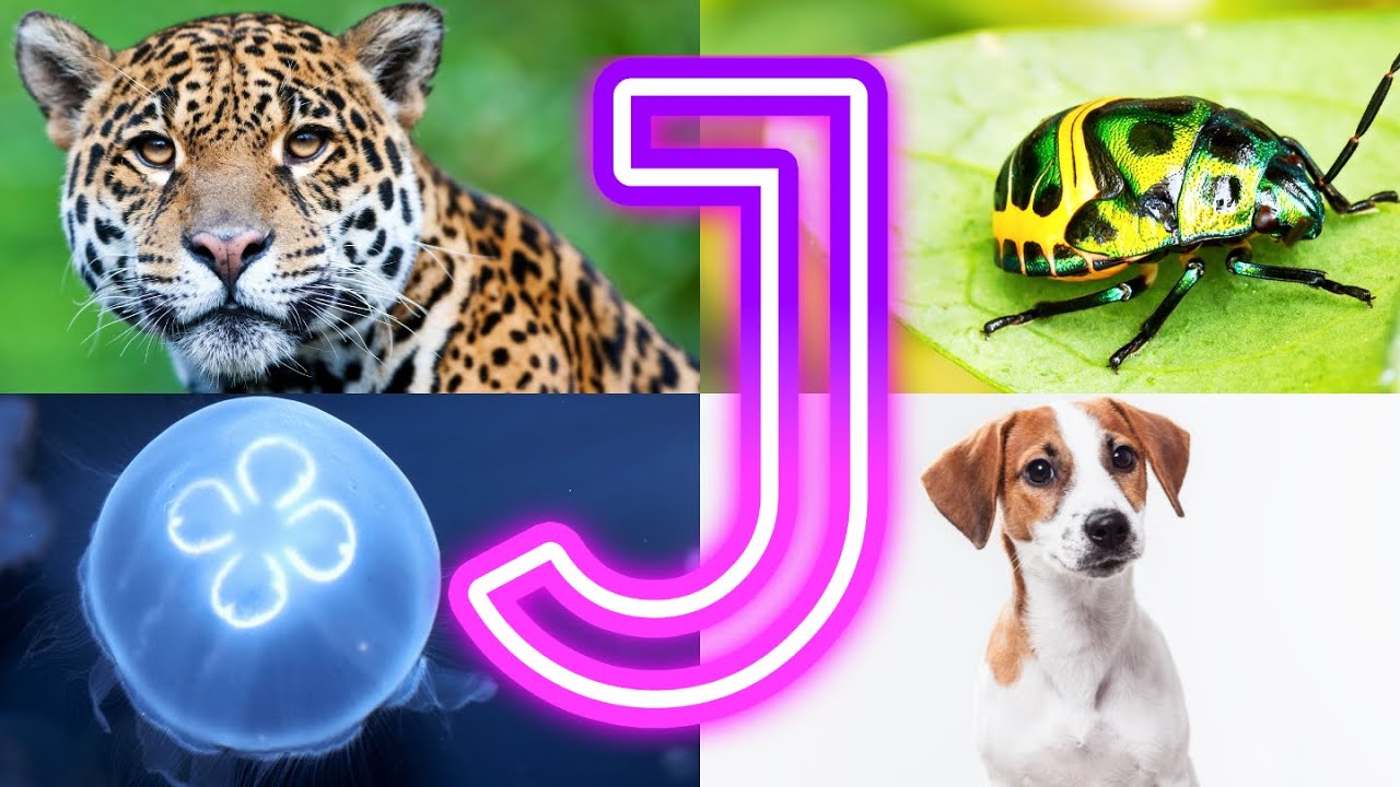 J Animals You Never Knew Existed!