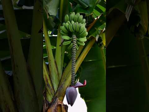 Orinoco and Saba Bananas #allnatural #beyondorganic #foodforest
