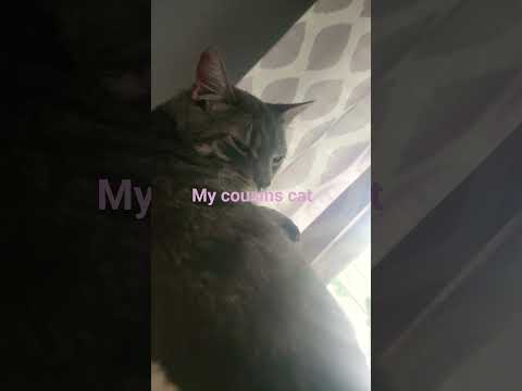 his name is milo