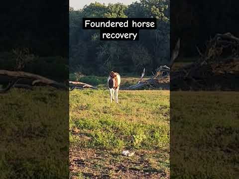 Foundered horse recovery. What founder looks like. #founder #lamenitis #horse