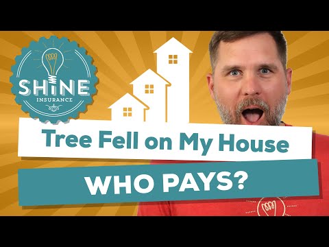 Insurance 101: Tree Damage