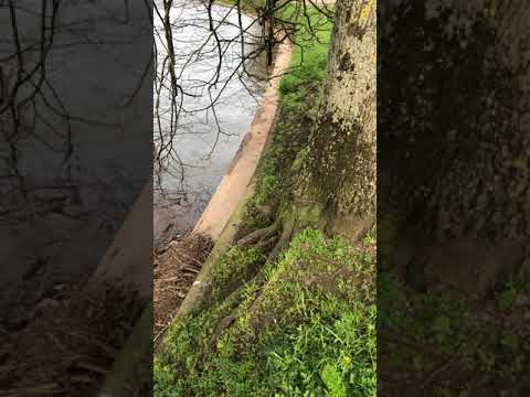 Common lime – base of trunk – March 2020 – Exeter Trees