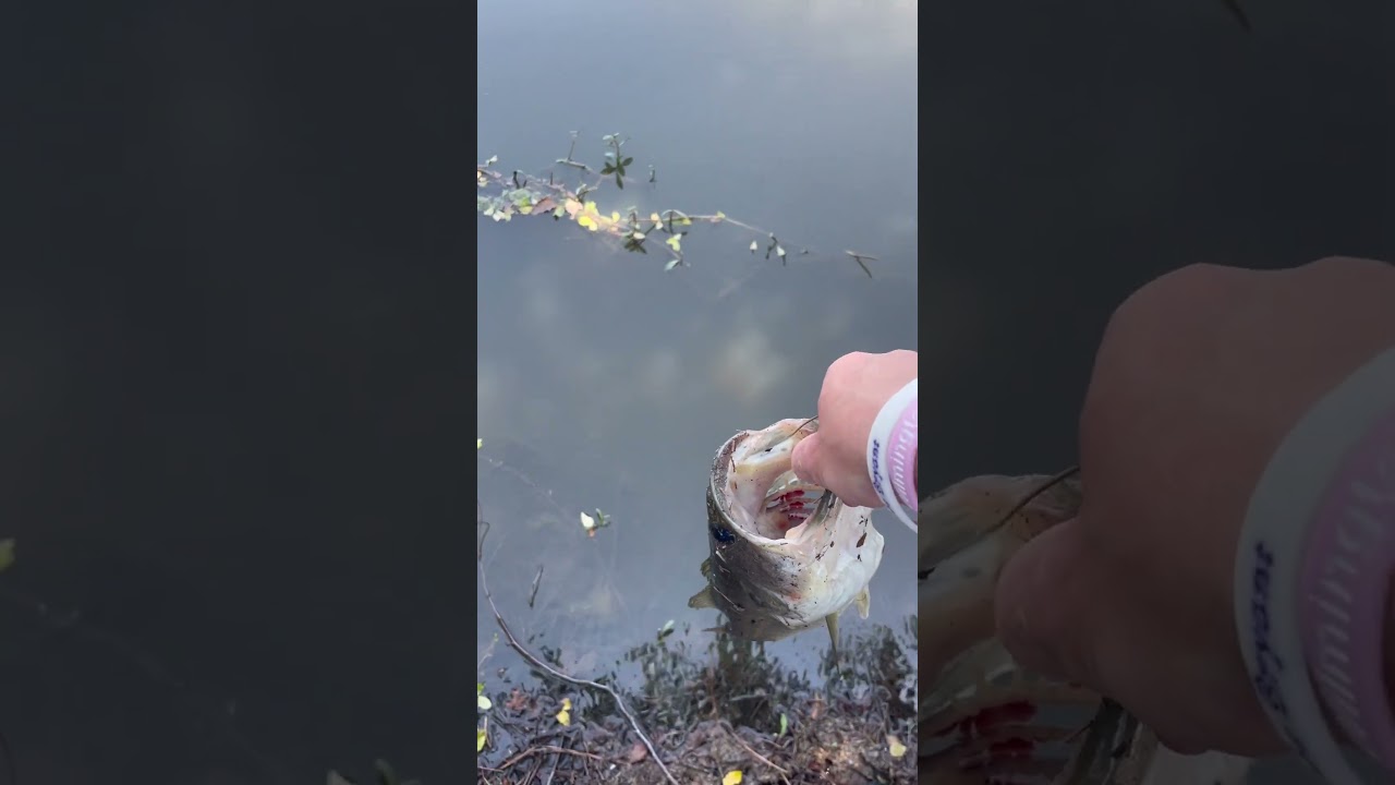 Here North Carolina we like to respect wildlife back flip #fishing #youtubeshorts #northcarolina ￼