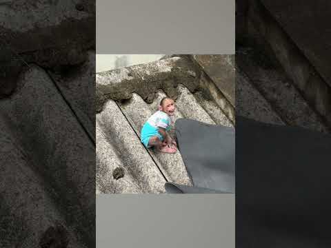 Baby monkey NANA calls for help from her father when in trouble #shorts #smartmonkey #monkeybaby