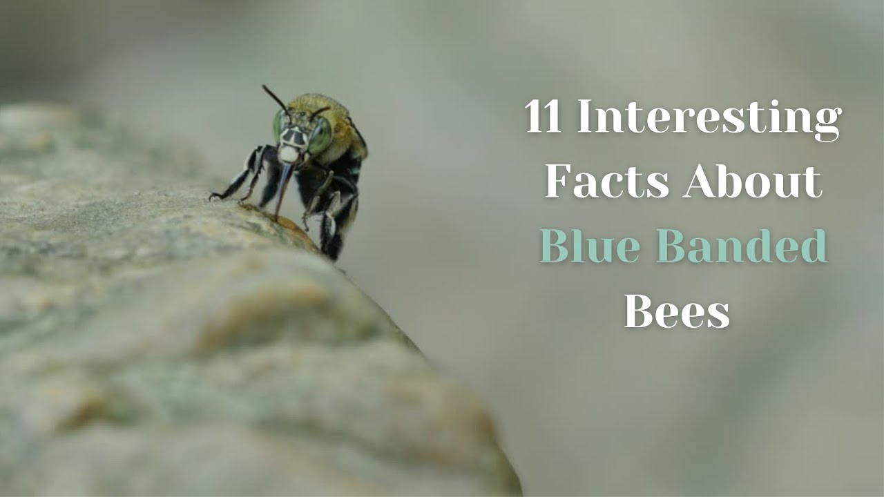 11 Interesting Facts About Blue Banded Bees | Busy Beekeeping