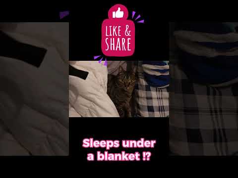 Does your cat like to sleep under a blanket πͺ ππ π±β ? #shorts #kitten #pet