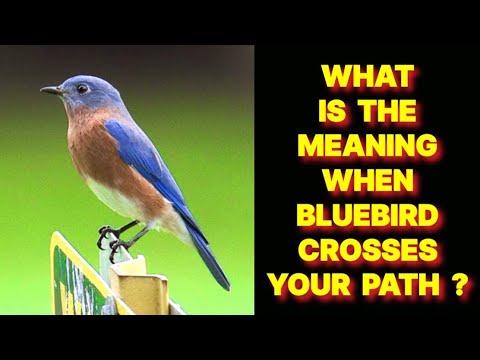 WHAT IS THE MEANING WHEN BLUEBIRD CROSSES YOUR PATH ?