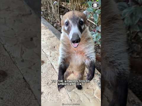 Coati 🦝 Smart, Curious, and Irresistibly Cute!