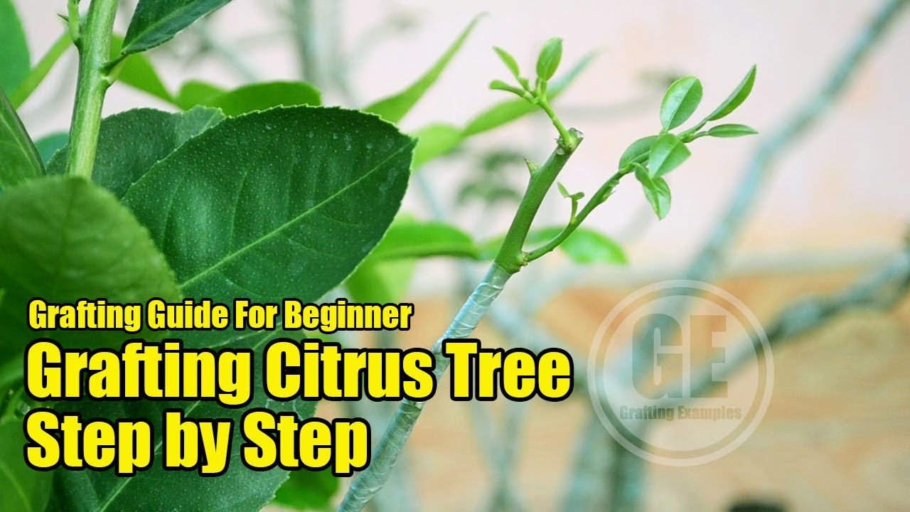 Grafting Citrus Tree Step by Step For Beginner