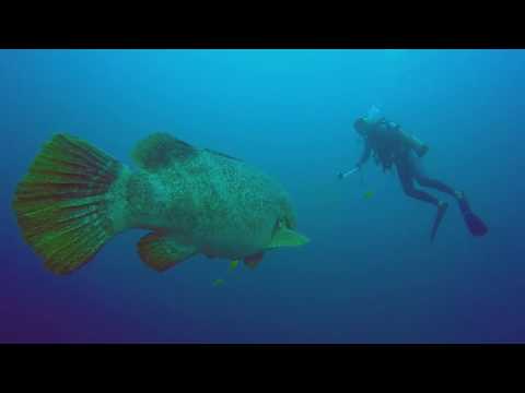 The biggest gruper fish in the Pacific Ocean