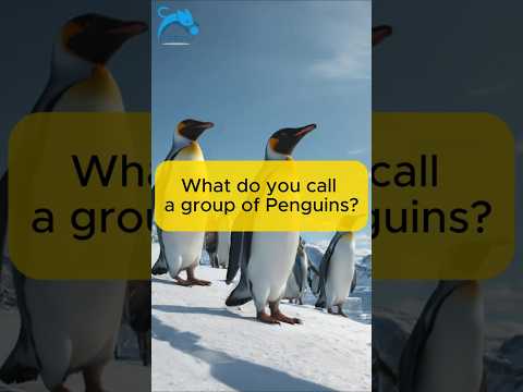 Animal Quiz | What is Group of Penguins called? | #wildlife #animals #penguin #animalfacts #viral