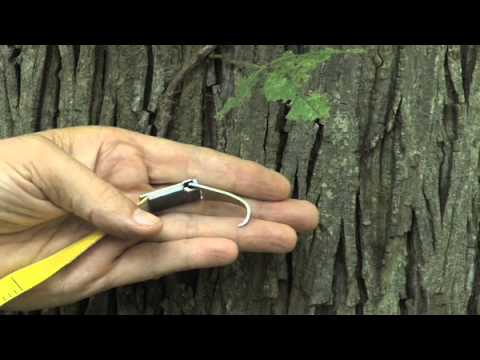 Measuring diameter of trees using a DBH tape