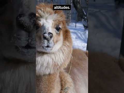 Amazing Llama Facts: 5 Fascinating Things About Llamas You Won't Believe! | Fauna Fax #Shorts