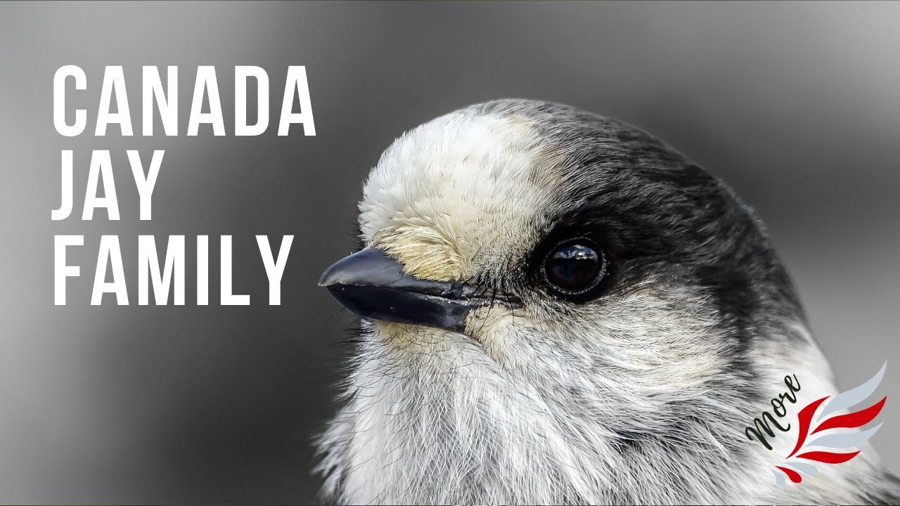 Canada Jay Family