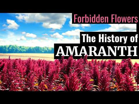 Amaranth: The Sacred Grain That Refused to Die 🌾