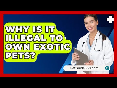 Why Is It Illegal To Own Exotic Pets? - PetGuide360.com