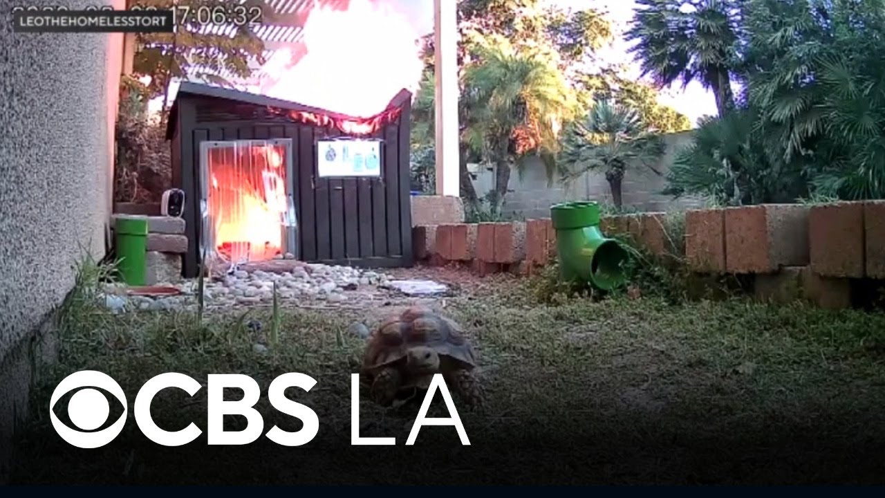 Video shows tortoise escaping from burning shed in Orange County