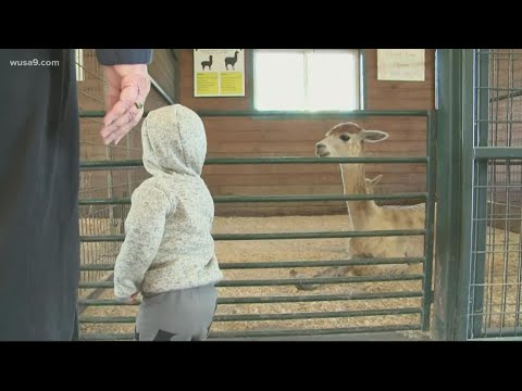 Discover the joy of animals at Green Meadows Petting Farm | Get Up Getaways