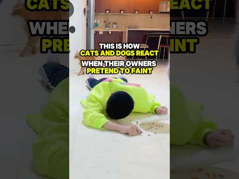 Cats and Dogs: How They React When Owners FAKE Faint