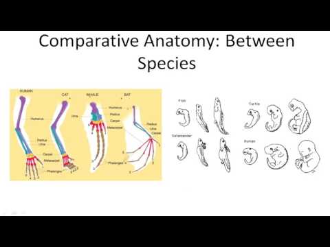 Comparative Anatomy as Evidence of Evolution