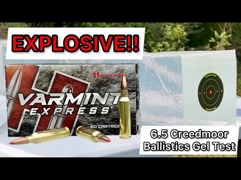 6.5 Creedmoor Hornady Varmint Express 95gr Ammo Review & Ballistics Gel Test: TOO MUCH FOR COYOTES?!