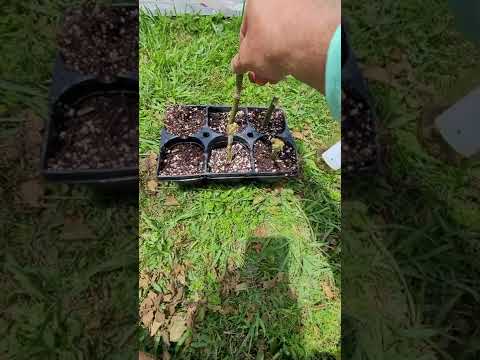 Propagating Loquat Cuttings!!