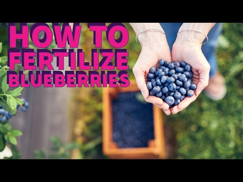 How to Fertilize Blueberries | #organicgardening | #organicfertilizer