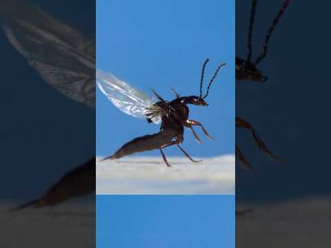 Rove beetles have natureβs most complex wings! #insects #science