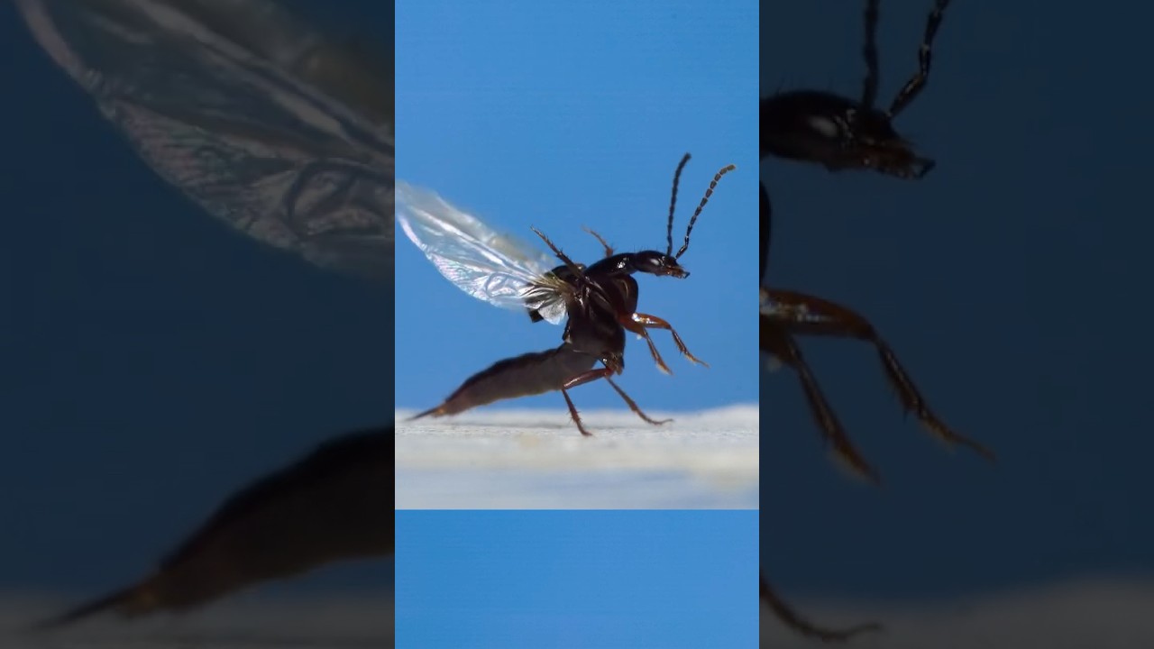 Rove beetles have nature’s most complex wings! #insects #science