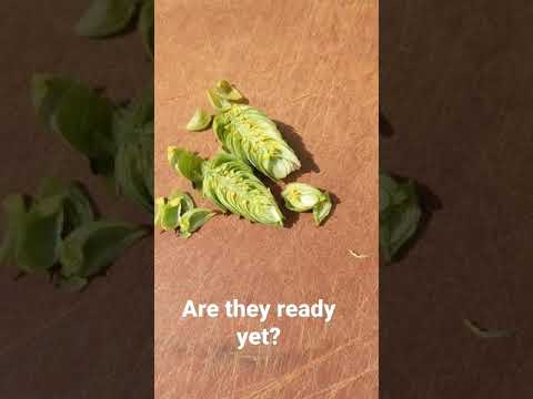Are your hops ready to pick?