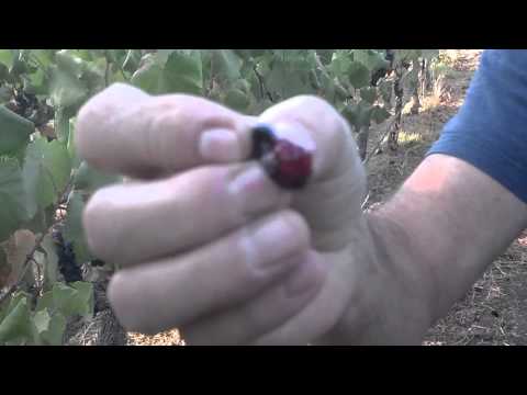 About Alicante Bouschet in Mathis Vineyard