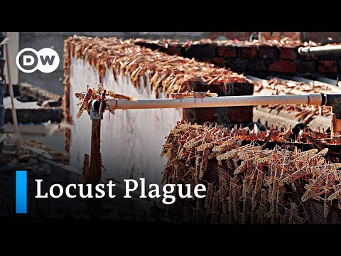 Video: India si Pakistan – cea mai grava invazie de lacuste din ultimii ...