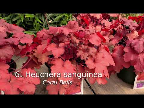 Video 21, Herbaceous Perennials- Named