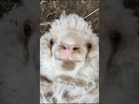 Sheep laugh funny sound