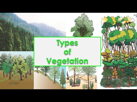 Types of Vegetation ~Tropical Evergreen Forests & Tropical Deciduous Forests (Dry & Moist Deciduous)