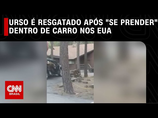 Polícia retira urso dentro de carro nos EUA | CNN Brasil