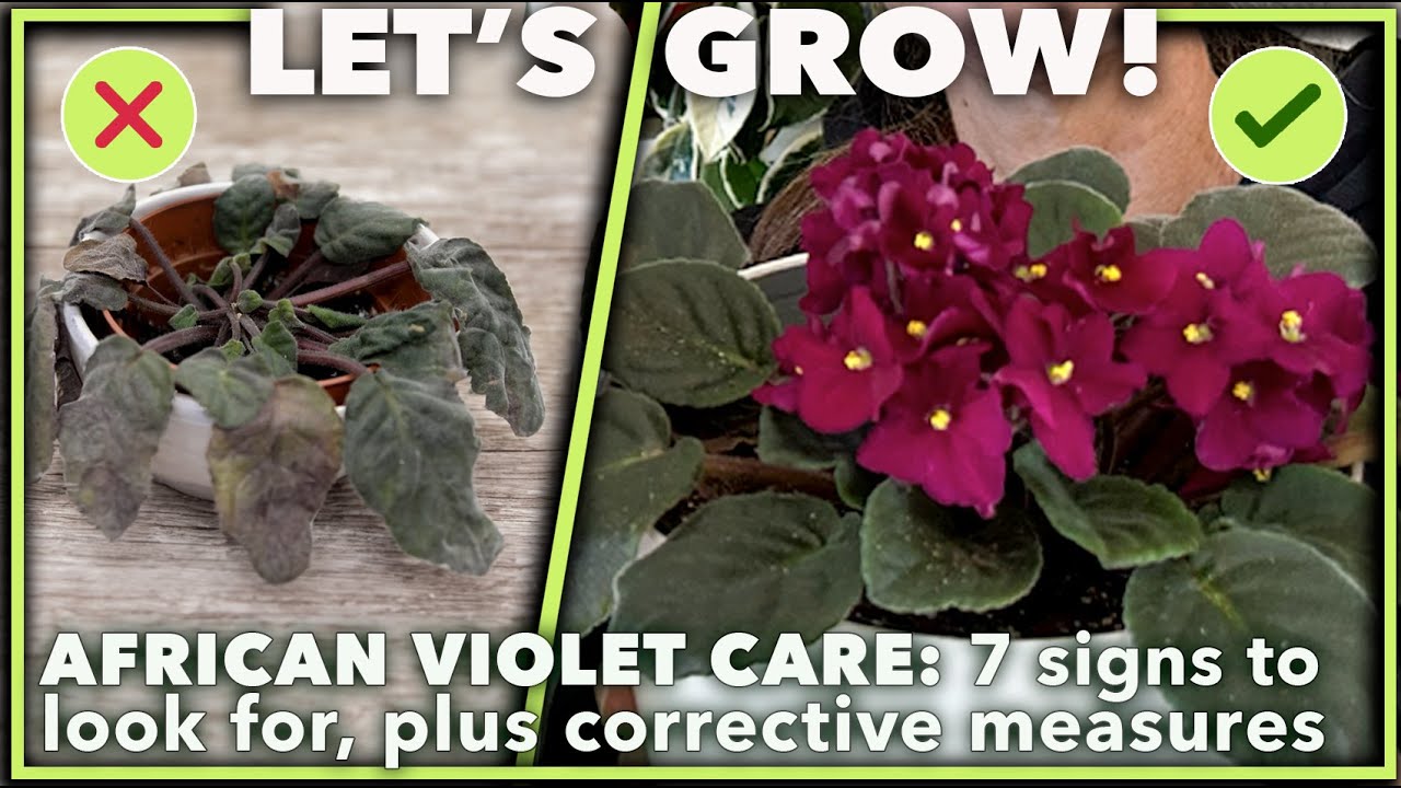 AFRICAN VIOLET RESCUE:  7 silent killers and how to avoid them!