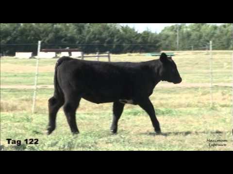 Vickland Show Cattle Online Sale Tag 122